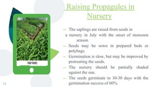 Terminalia chebula (Harro) | PPTX