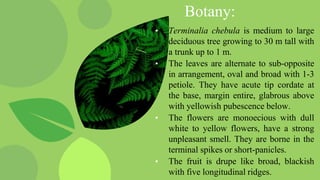 Terminalia chebula (Harro) | PPTX