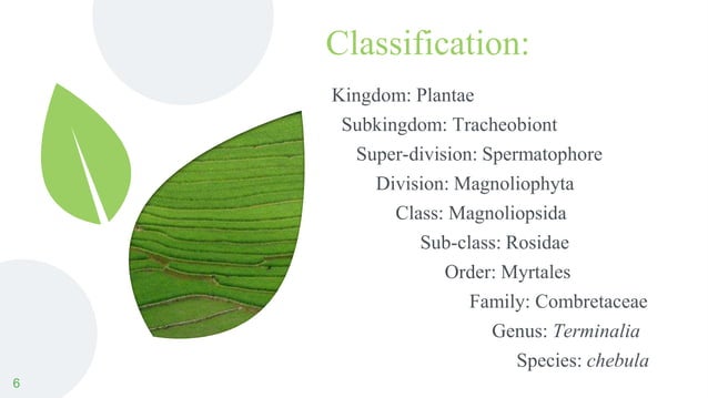 Terminalia chebula (Harro) | PPTX | Agriculture | Industries