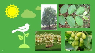 Terminalia chebula (Harro) | PPTX