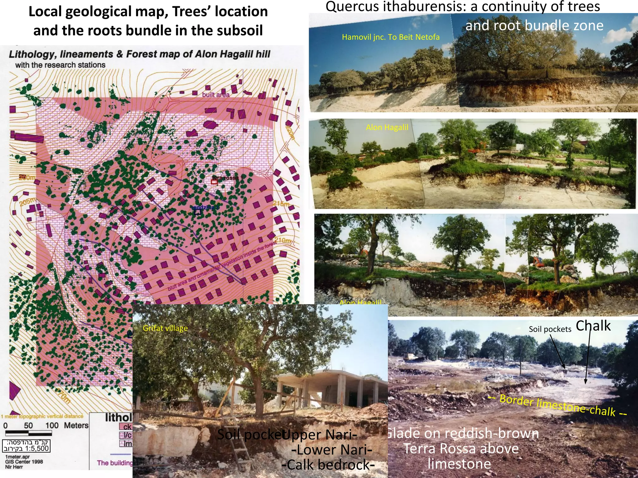 Habitats of forest mauis and natural vegetation in Israel | PDF