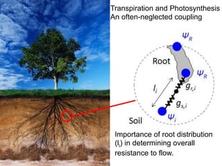 Soil Plants Atmosphere dynamics | PDF