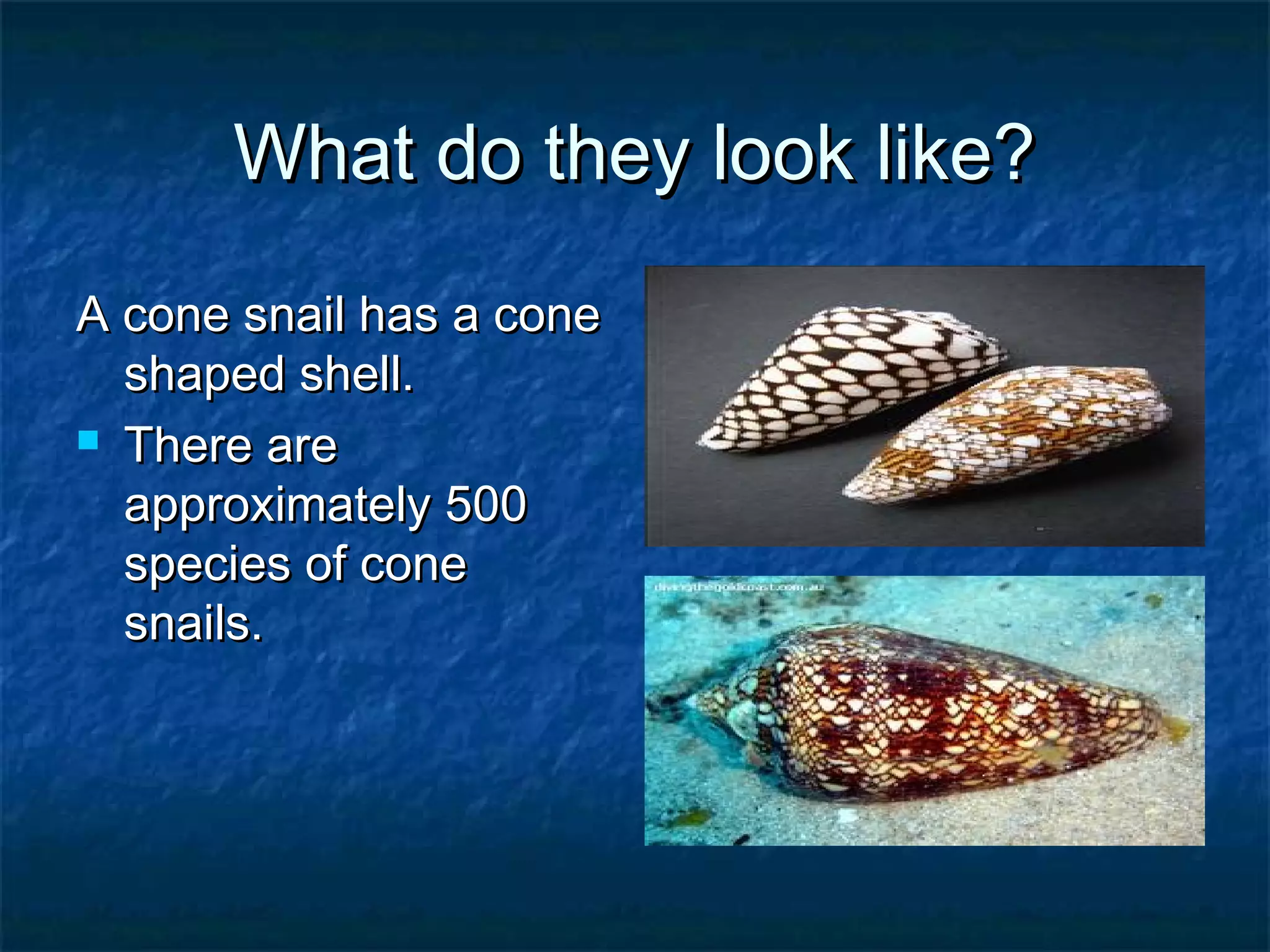 Marbled cone snail | PPT