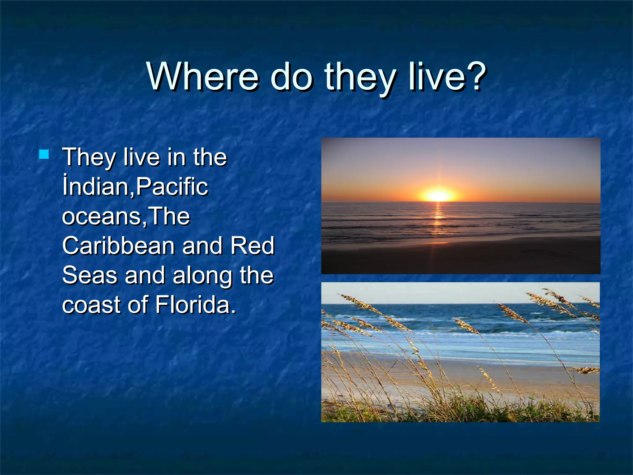 Marbled cone snail | PPT