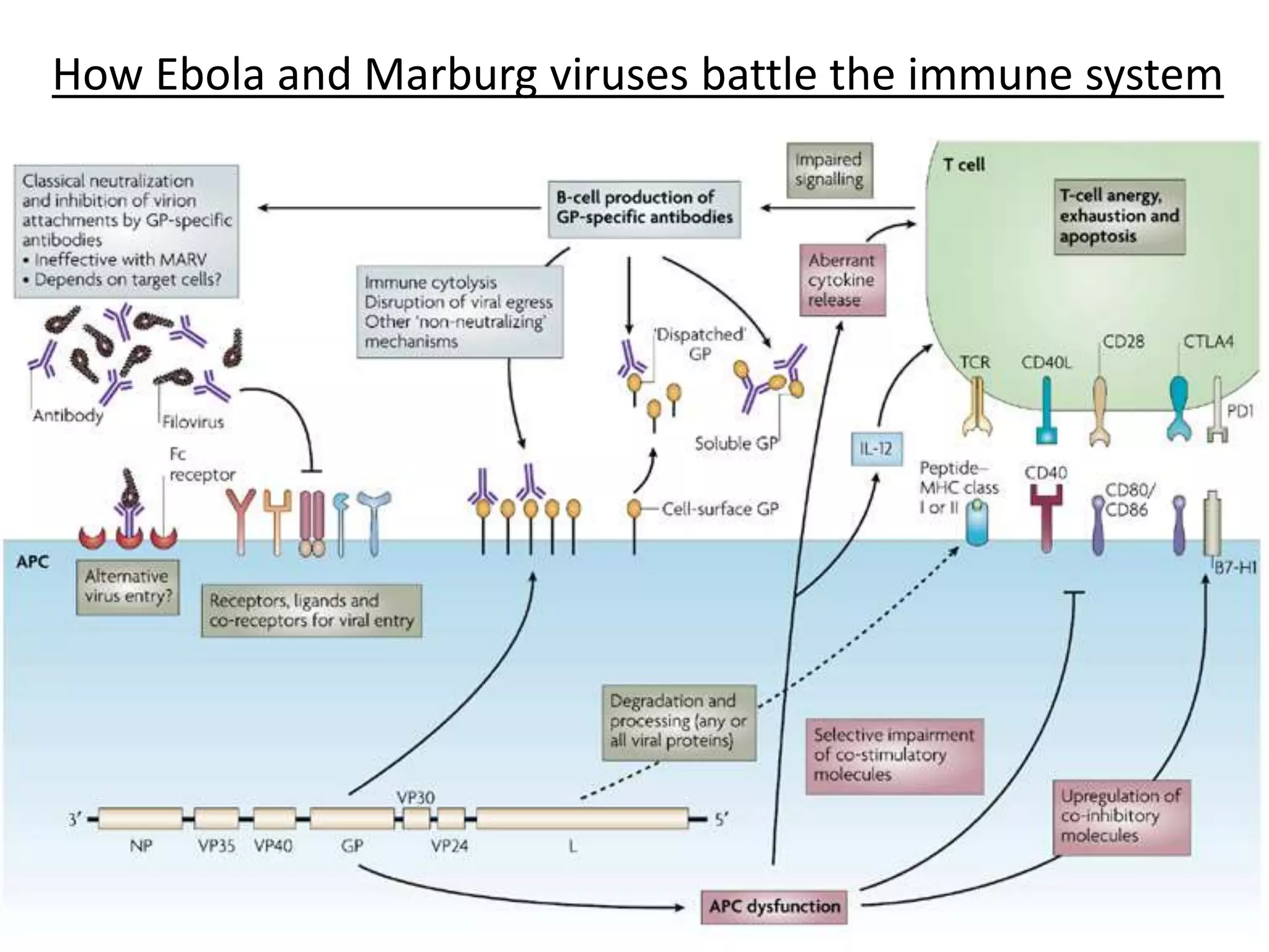 Marburg disease | PPTX