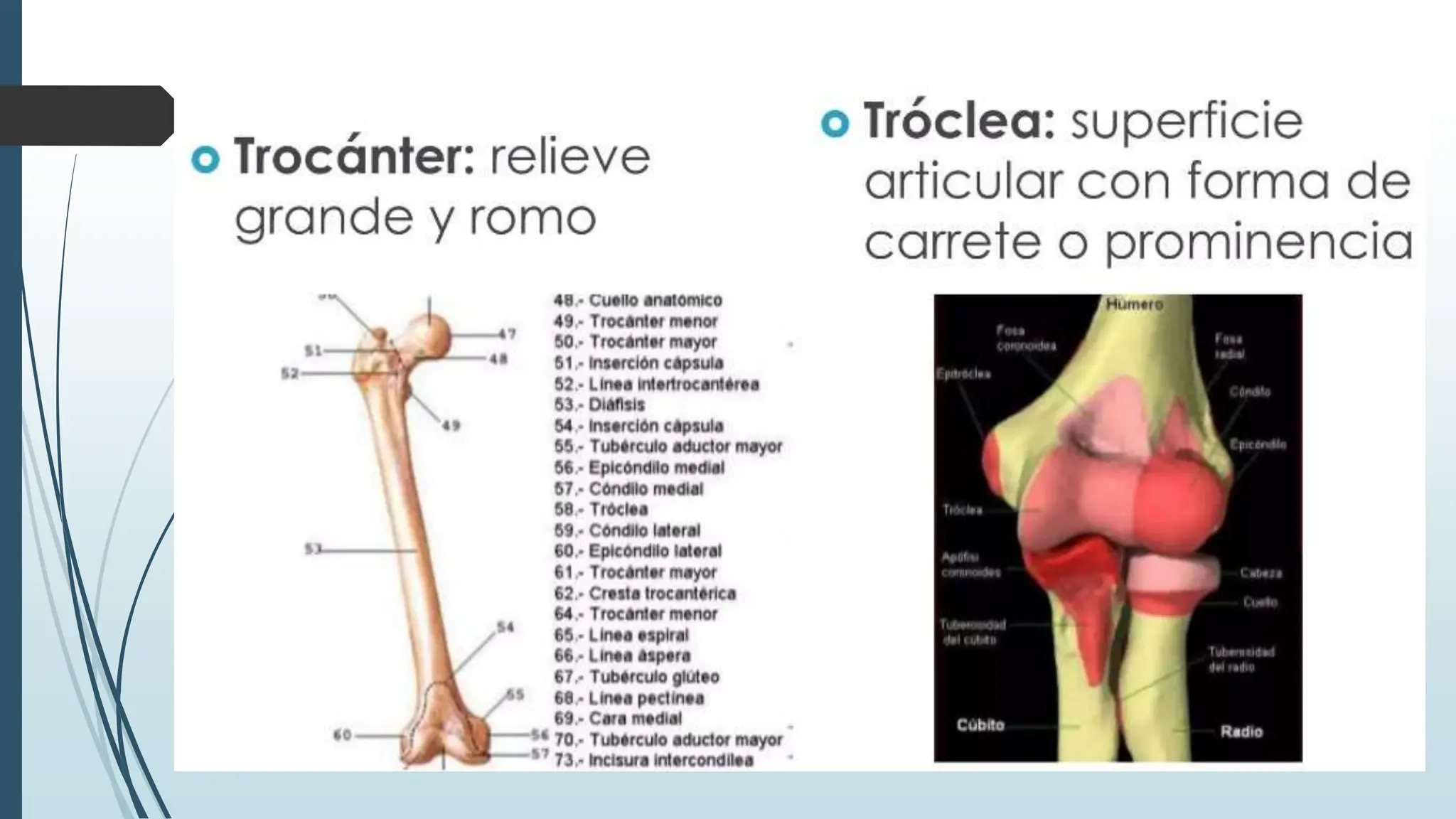 MARCAS ÓSEAS O RELIEVES.pptx