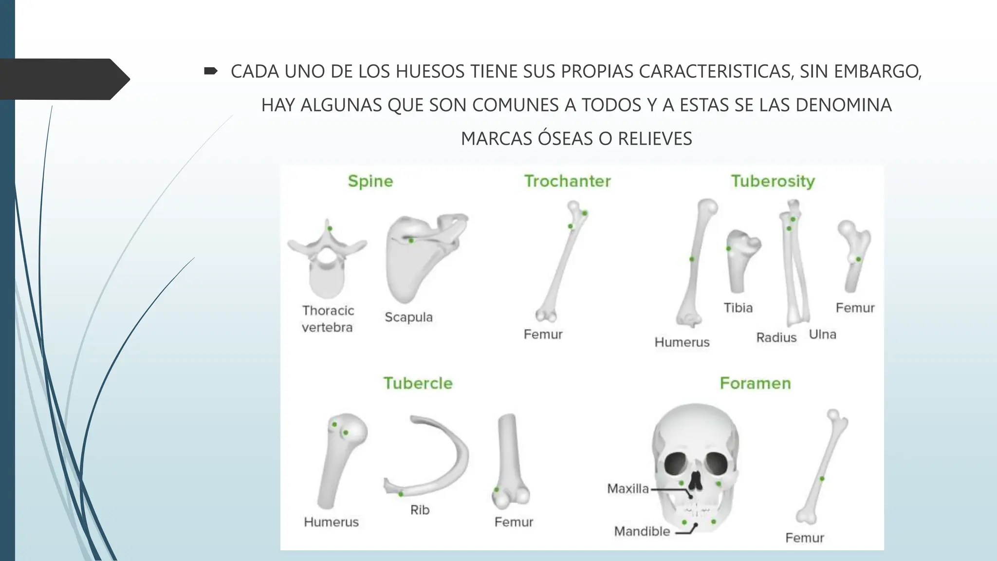 MARCAS ÓSEAS O RELIEVES.pptx