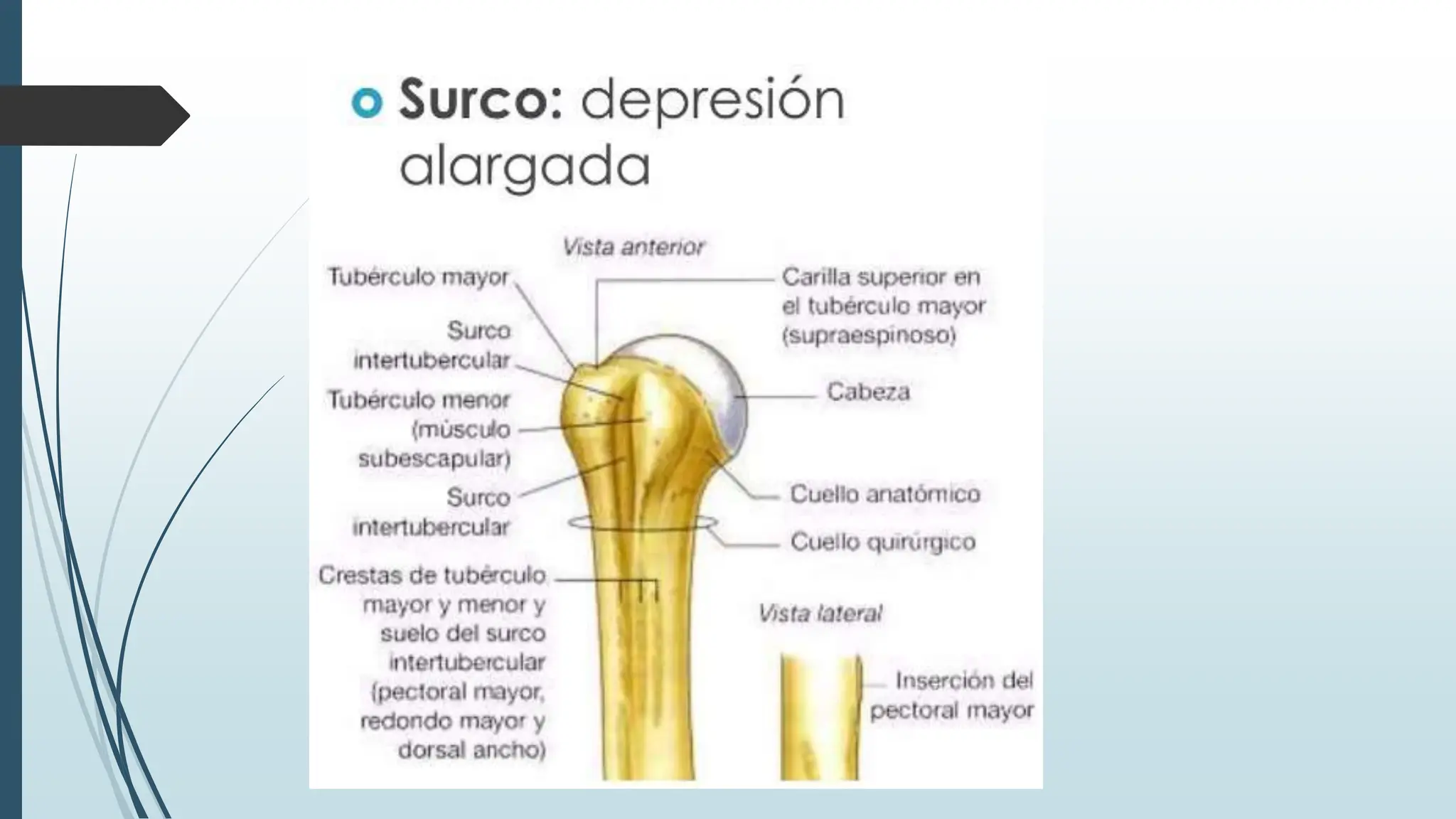 MARCAS ÓSEAS O RELIEVES.pptx