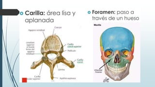 MARCAS ÓSEAS O RELIEVES.pptx