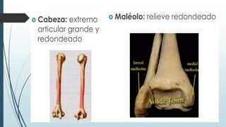 MARCAS ÓSEAS O RELIEVES.pptx