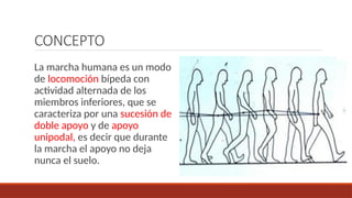 CICLO DE MARCHA HUMANA- MARCHA HUMANA.pptx