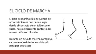 CICLO DE MARCHA HUMANA- MARCHA HUMANA.pptx