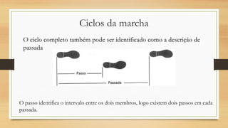 Marcha humana, introdução, componentes, exemplos.pptx
