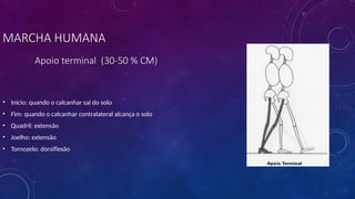 Marcha humana, fases e funções básicas.pptx