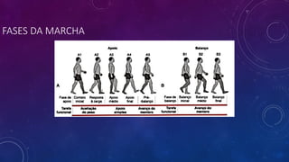 Marcha humana, fases e funções básicas.pptx