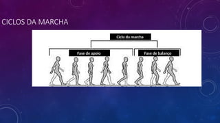 Marcha humana, fases e funções básicas.pptx