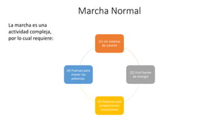 Estudio sobre el ciclo de la Marcha normal 1.pptx
