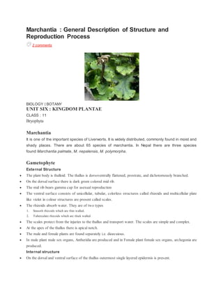 Marchantia Thallus