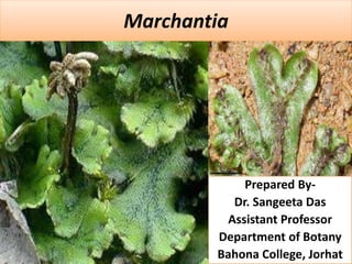 Marchantia | PPTX