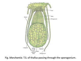 Marchantia | PPTX