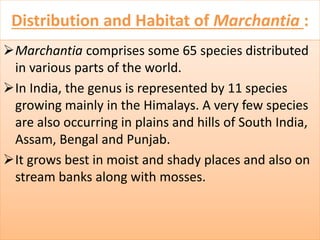 Marchantia | PPTX