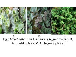 Marchantia | PPTX