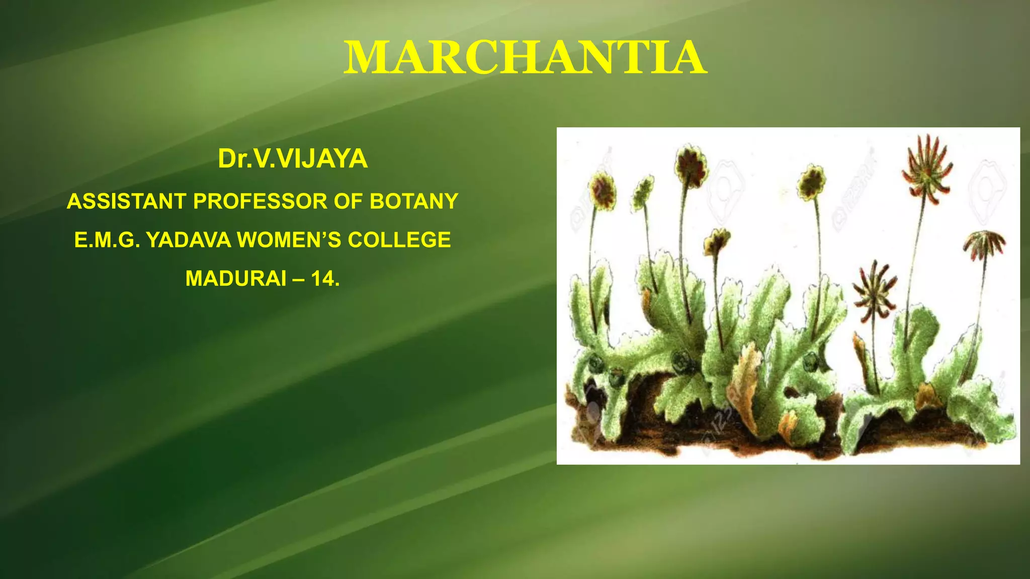Marchantia, Dr.V.Vijaya, Assistant Professor of Botany, E.M.G. Yadava ...