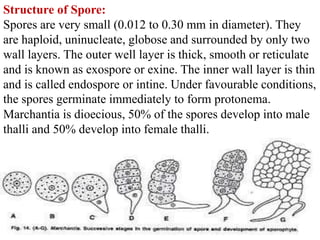 Marchantia | PPTX | Gardening | Home & Garden
