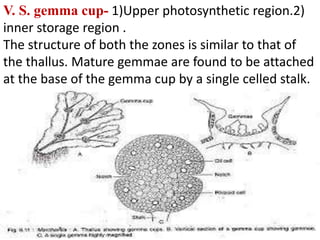 Marchantia Gemmae Cup