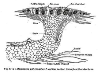 Marchantia Antheridiophore Labeled