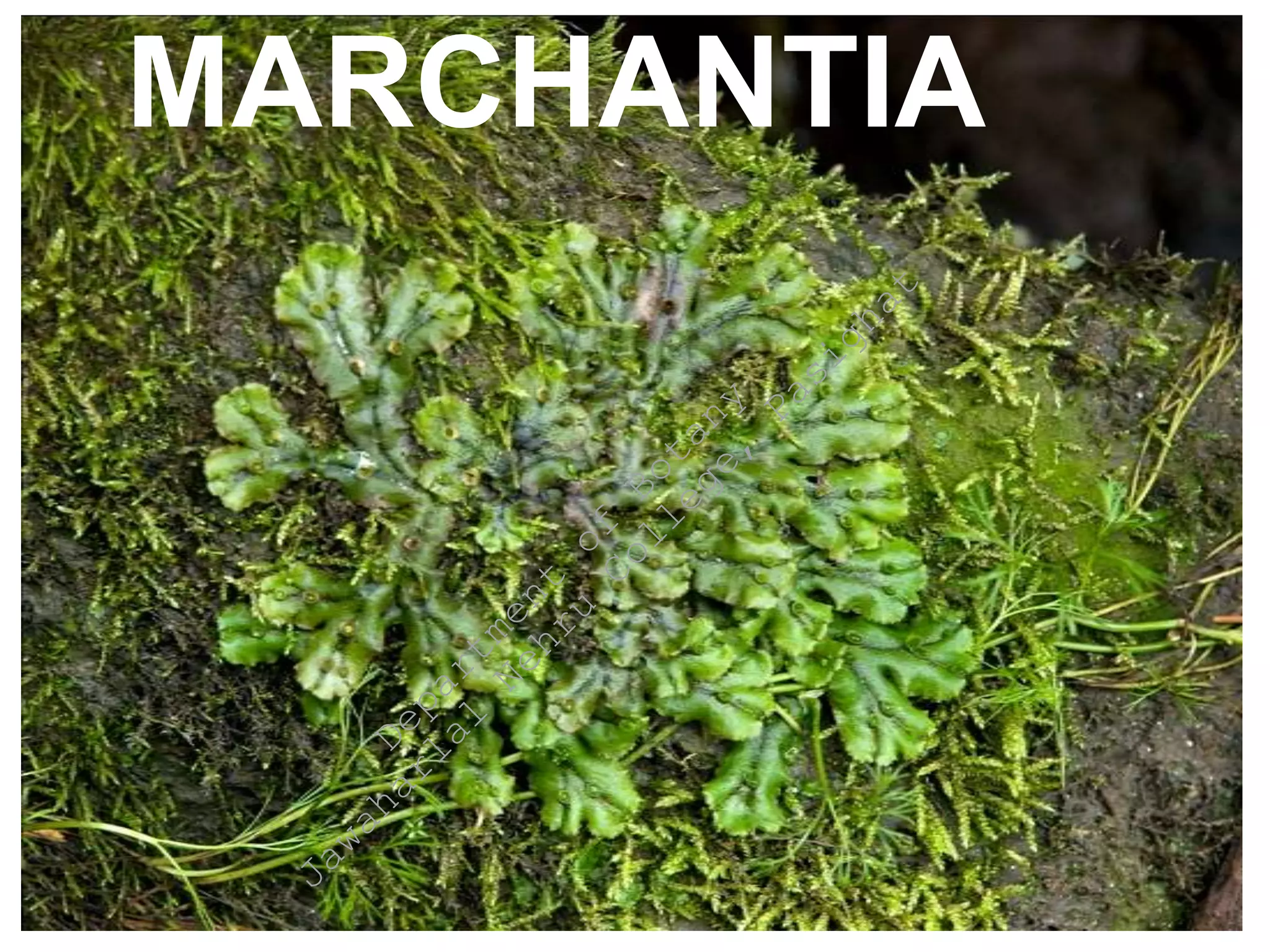 marchantia.pdf