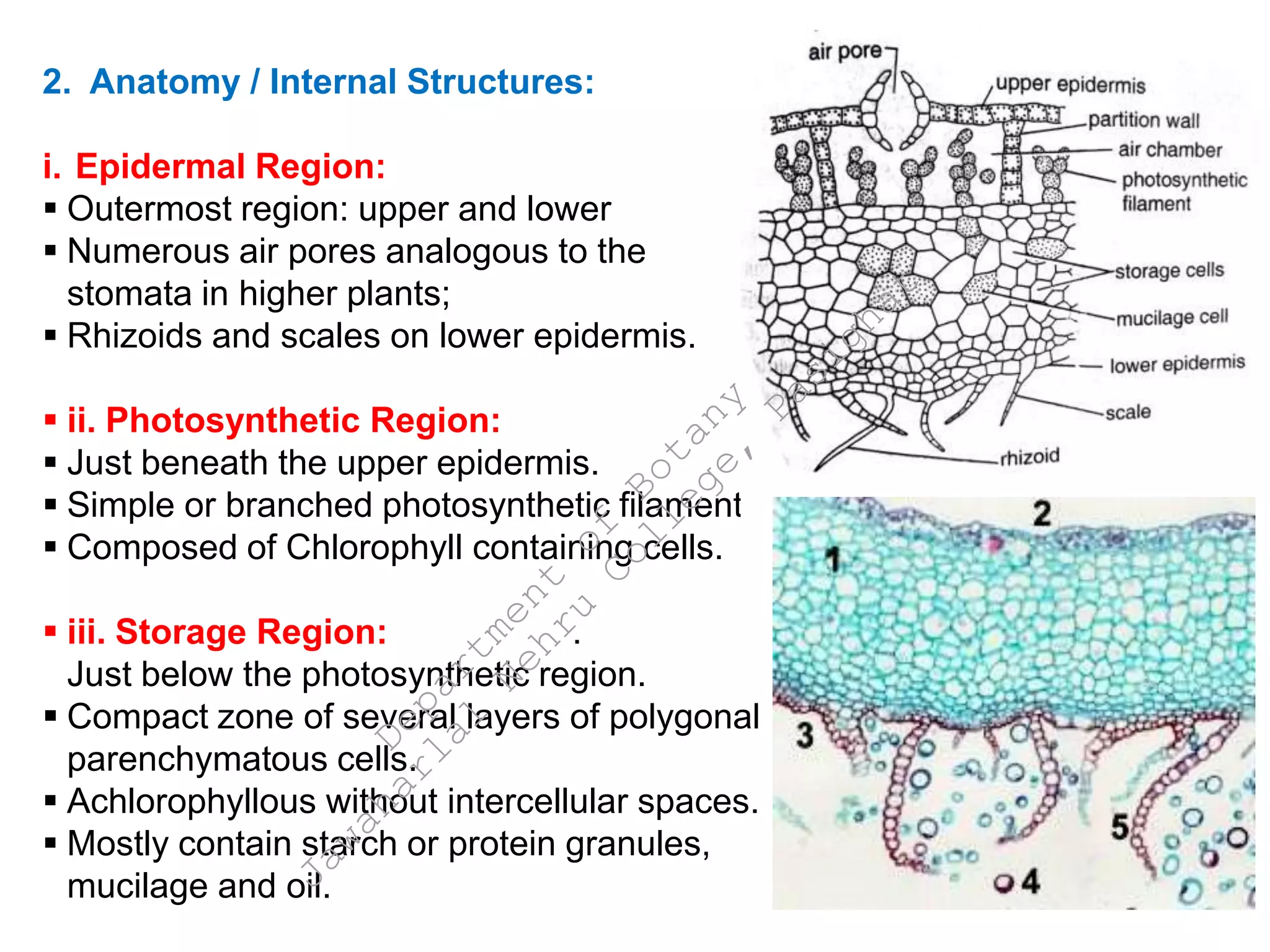 marchantia.pdf