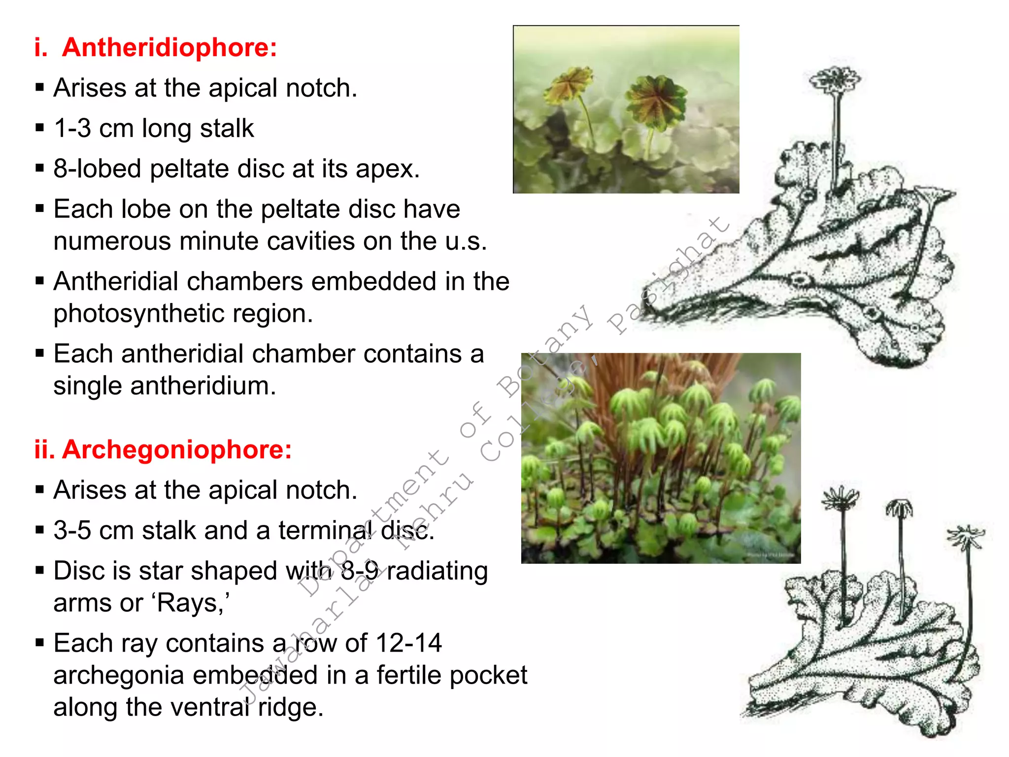marchantia.pdf