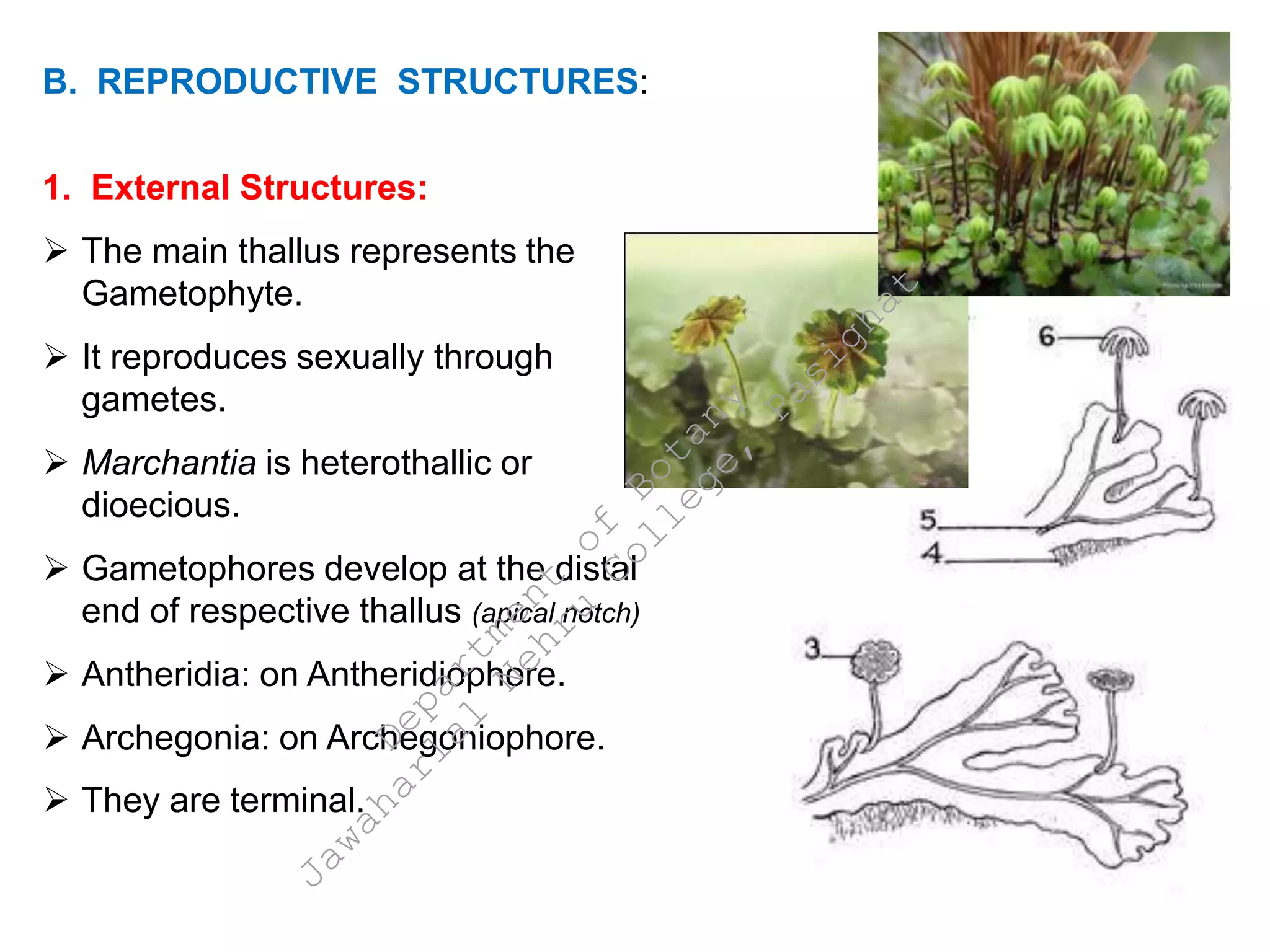 Marchantia Antheridia And Archegonia