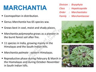 marchantia.pdf