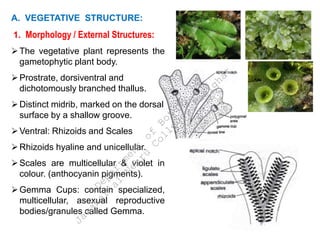 marchantia.pdf