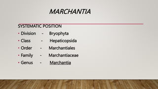 Marchantia .pptx