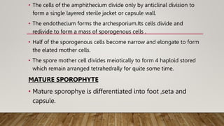 Marchantia .pptx