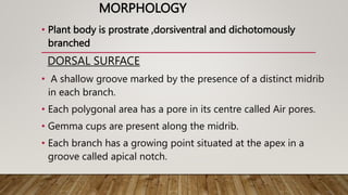 Marchantia .pptx
