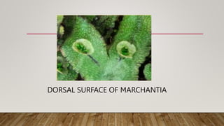 Marchantia .pptx