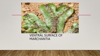 Marchantia .pptx