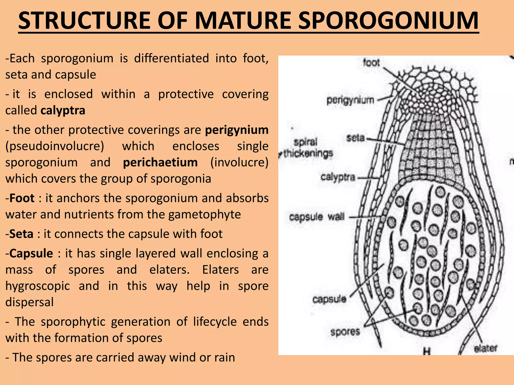 Marchantia ppt | PPTX