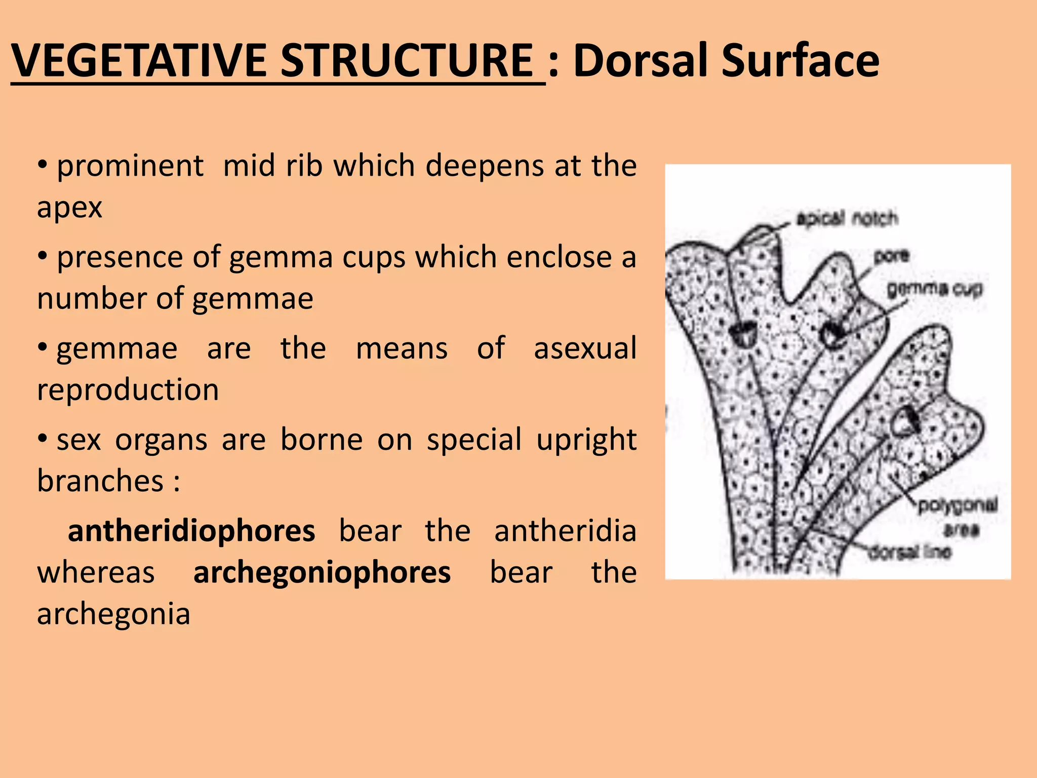 Marchantia ppt | PPTX