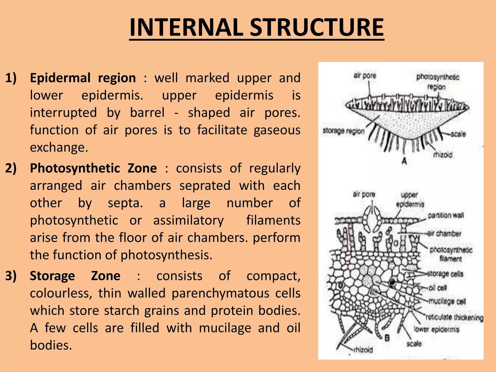 Marchantia ppt | PPTX
