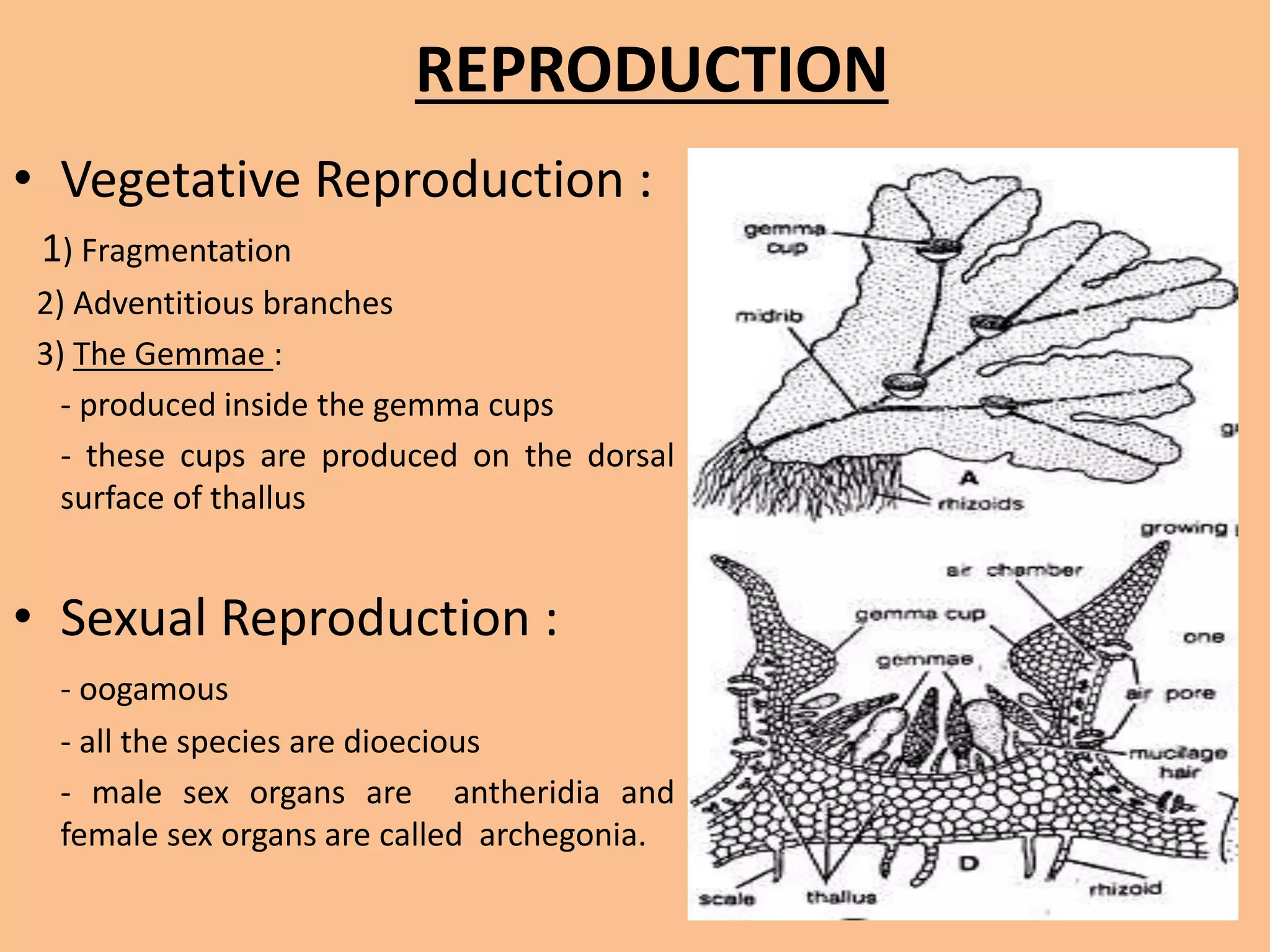 Marchantia ppt | PPTX