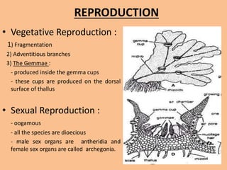 Marchantia ppt | PPTX