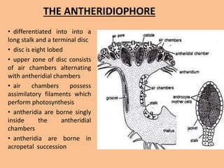Marchantia Antheridiophore Labeled