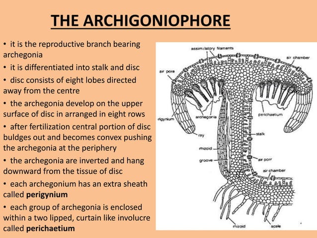 Marchantia ppt | PPT