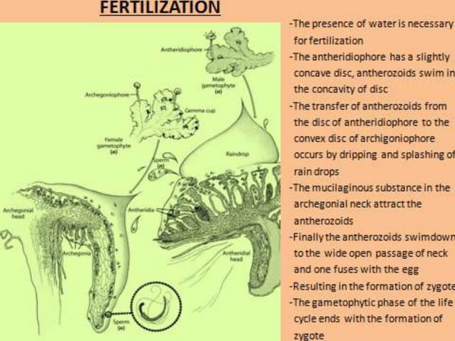 Marchantia ppt | PPT