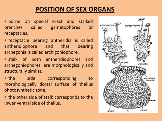 Marchantia ppt | PPT